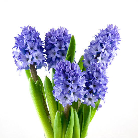 HYACINTH BUNCH SPECIAL ORDER – Gather Floral & Events